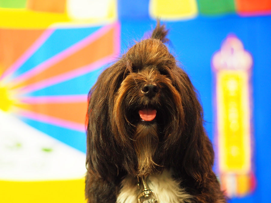 Calming effects of L-tryptophan for your dog – BuggyBix